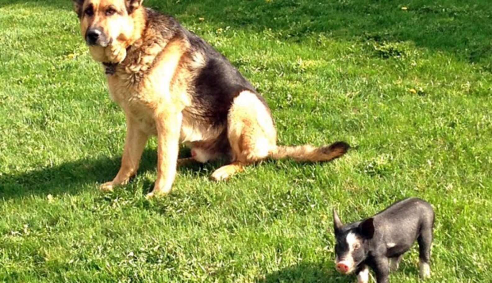 "Babe," But In Real Life: German Shepherd Adopts Runt Piglet As His Own ...