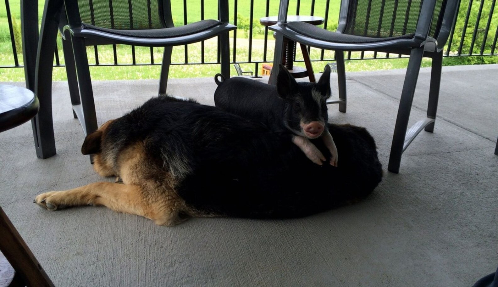 "Babe," But In Real Life: German Shepherd Adopts Runt Piglet As His Own ...