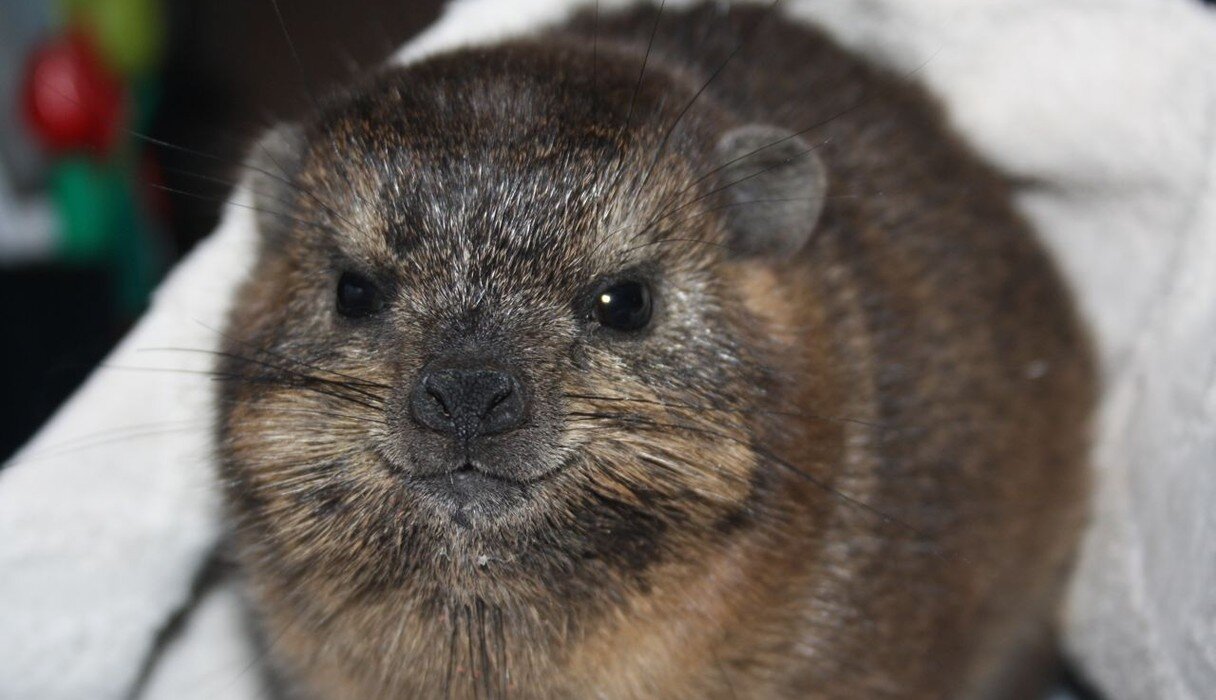 One Of The World's 'Meanest' Animals Can't Get Enough Of His Rescuers ...