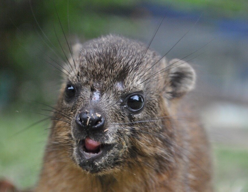 One Of The World's 'Meanest' Animals Can't Get Enough Of His Rescuers ...