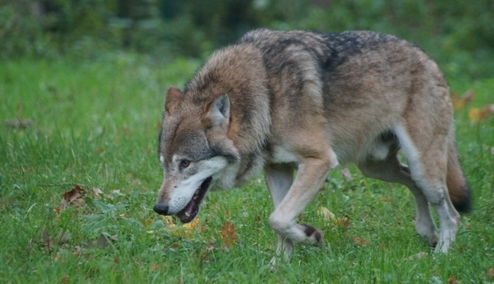 Wolf Travels Thousands Of Miles To Find Mate - The Dodo