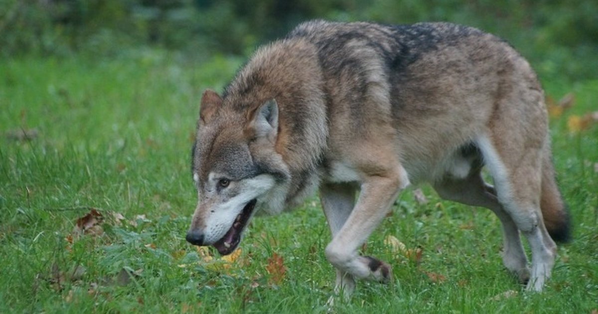 Wolf Travels Thousands Of Miles To Find Mate - The Dodo