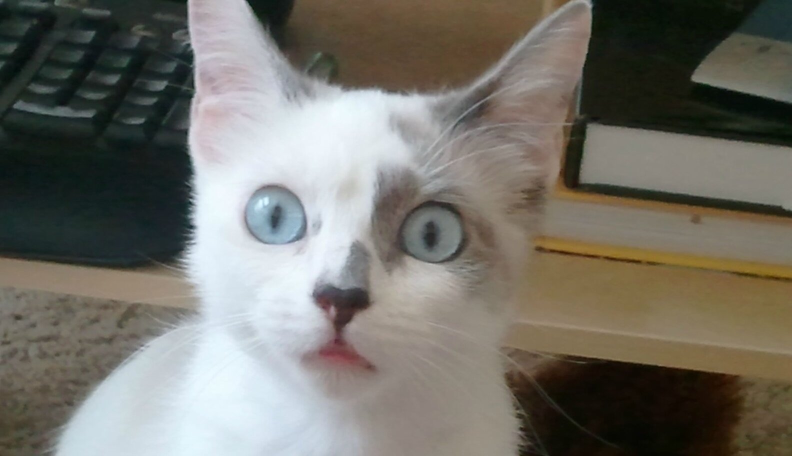 15 Cats Who Got A Bit Startled - The Dodo