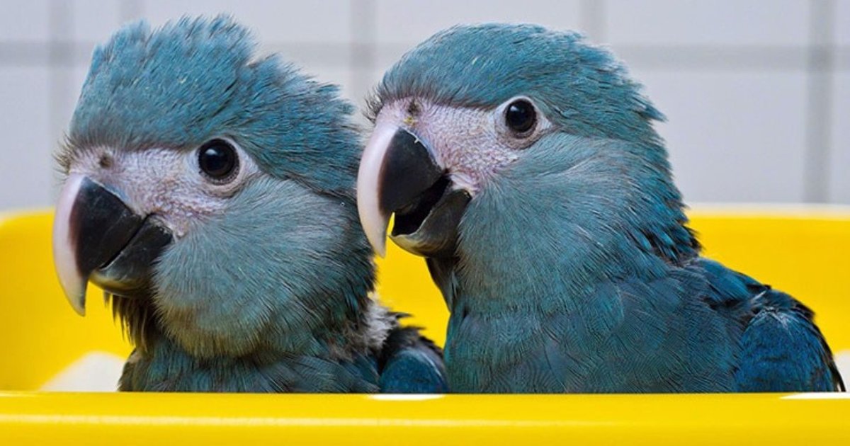 Spix's Macaw (Cyanopsitta spixii) - Babies Parrots in German Shelter | Macaw, Animals, Cute baby ...