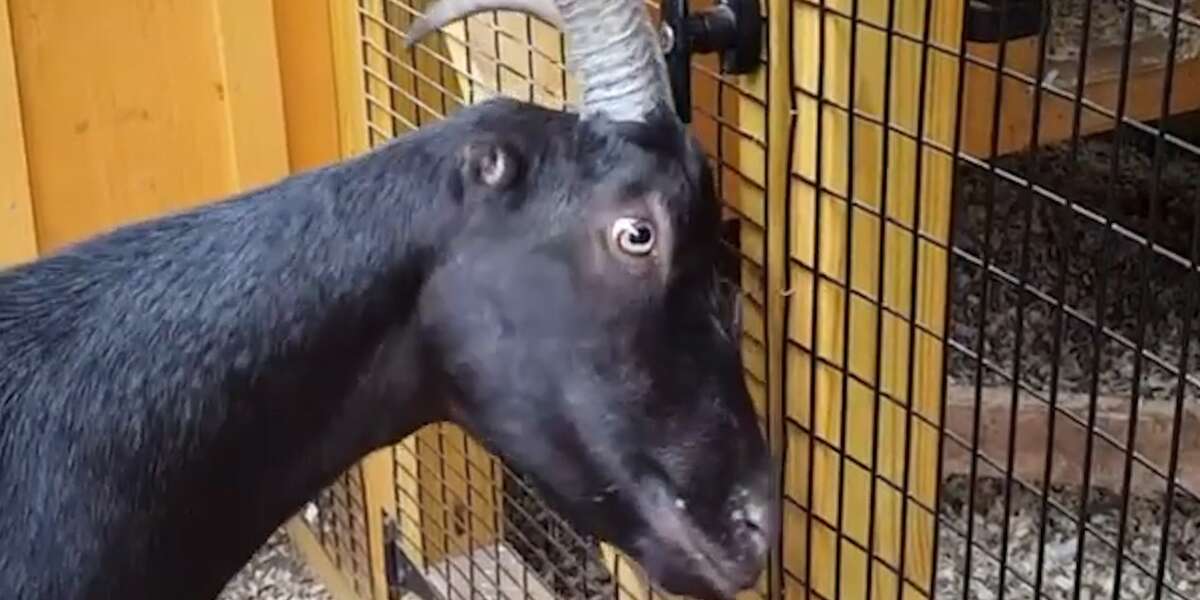 Goat Wants Through Door, So He Opens It Himself - The Dodo