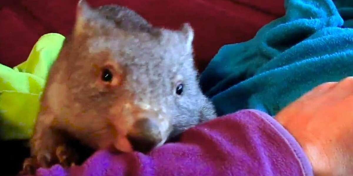 Baby Wombat Can't Get Enough Snuggles - The Dodo