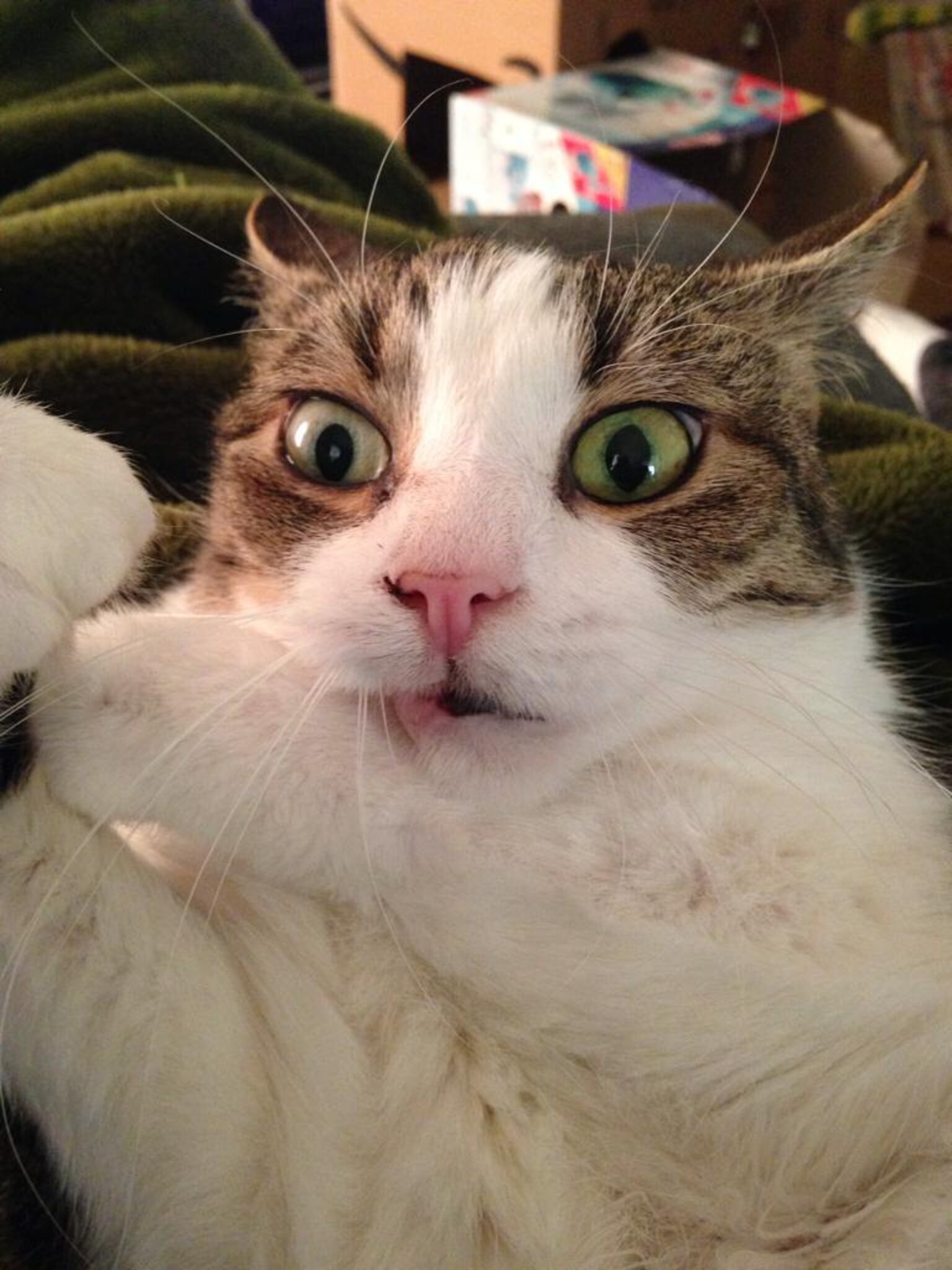 15 Cats Who Got A Bit Startled - The Dodo