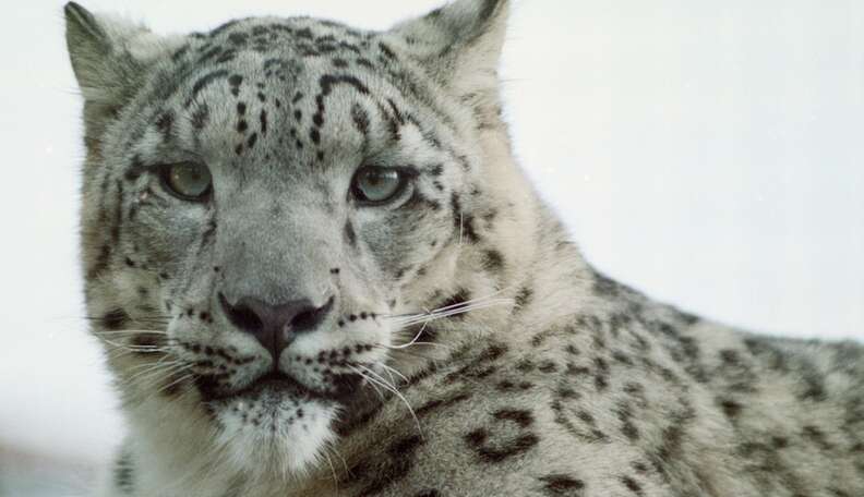 These 9 Endangered Species Are Beautiful And Unique -- And Could Use ...