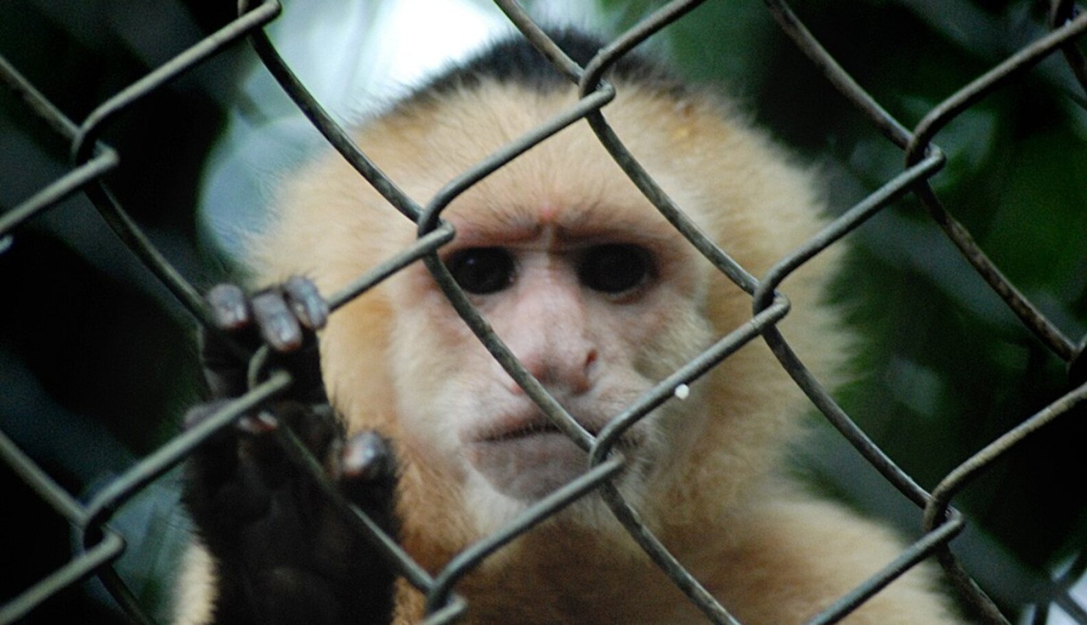 10 Of The Greatest Zoo Animal Escapes - The Dodo