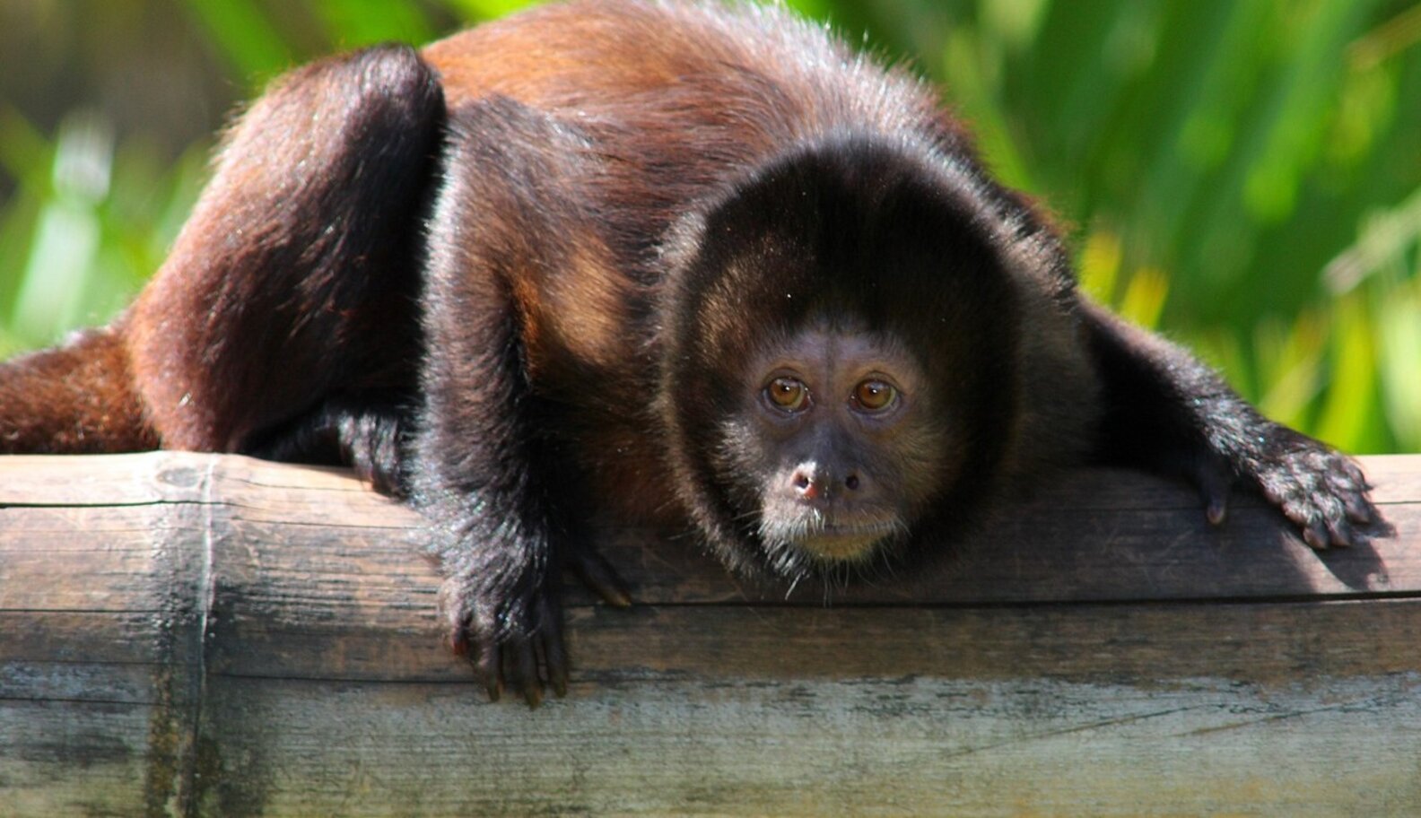 10 Of The Greatest Zoo Animal Escapes - The Dodo