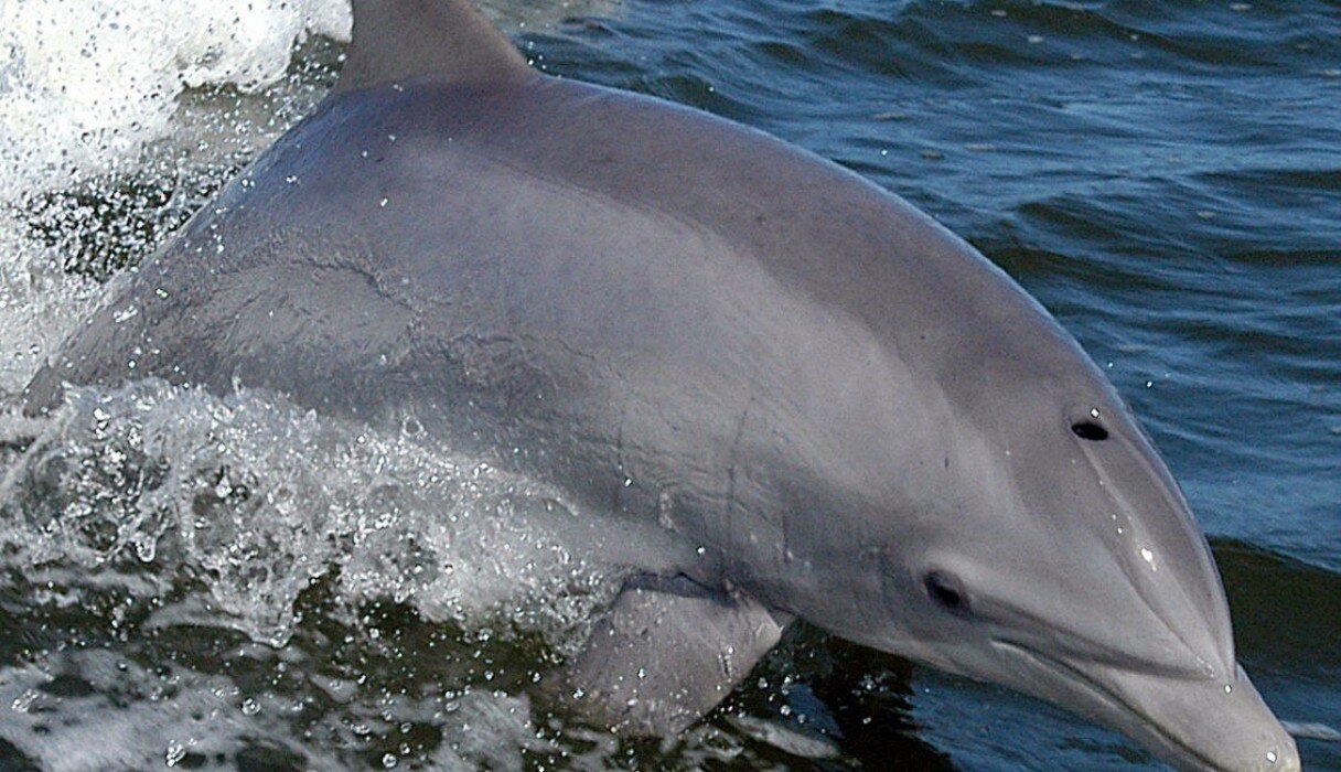 10 Of The Greatest Zoo Animal Escapes - The Dodo