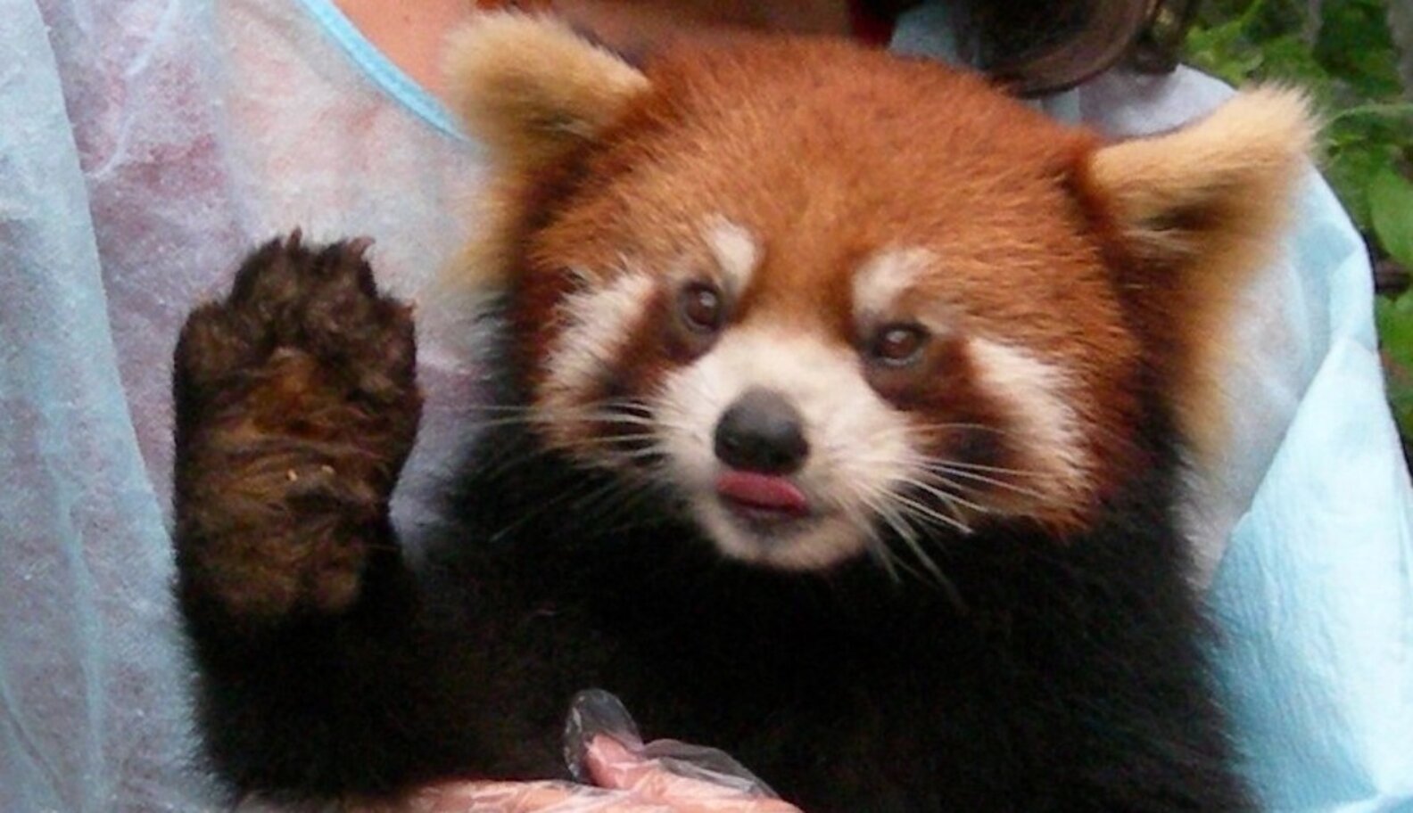 10 Of The Greatest Zoo Animal Escapes - The Dodo