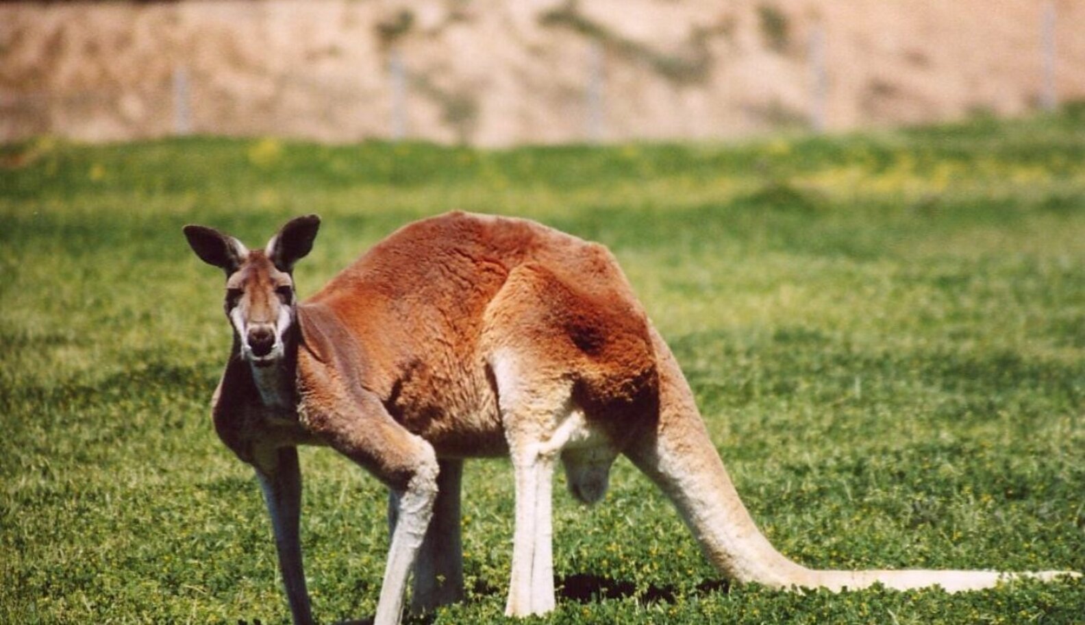 10 Of The Greatest Zoo Animal Escapes - The Dodo