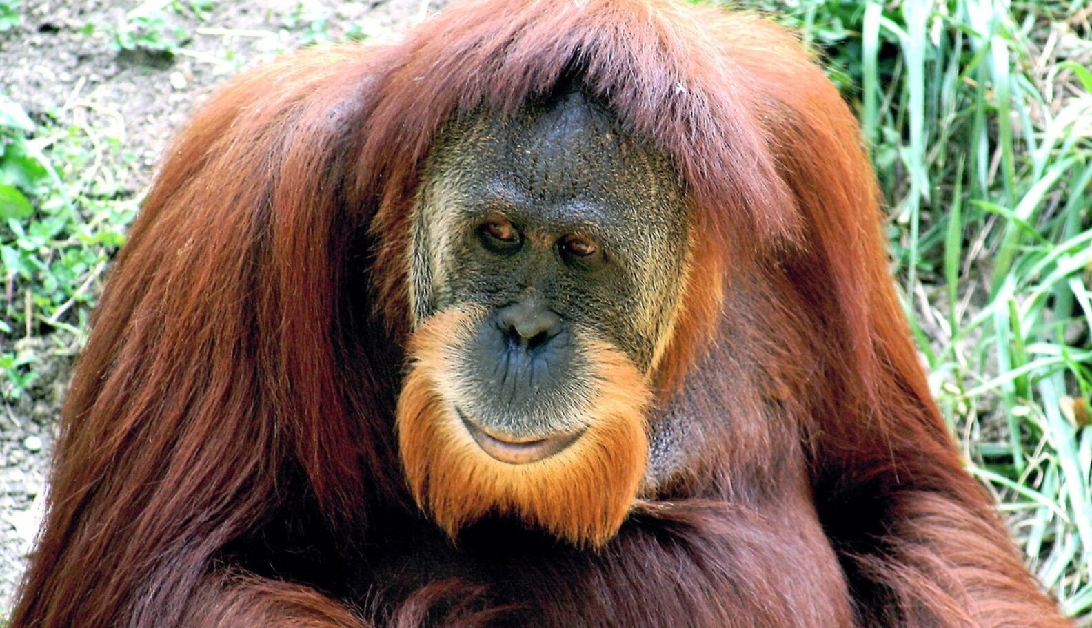 10 Of The Greatest Zoo Animal Escapes - The Dodo