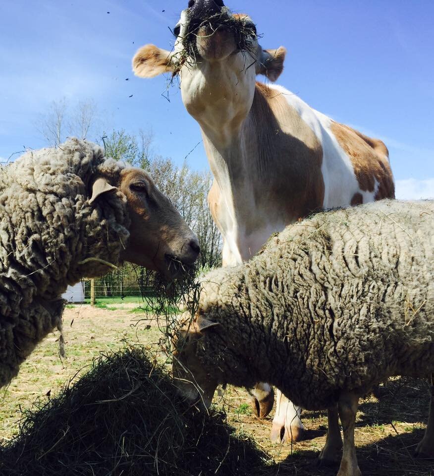 Baby Cow Loves To Play Hide-And-Seek With The Woman Who Saved Him - The ...