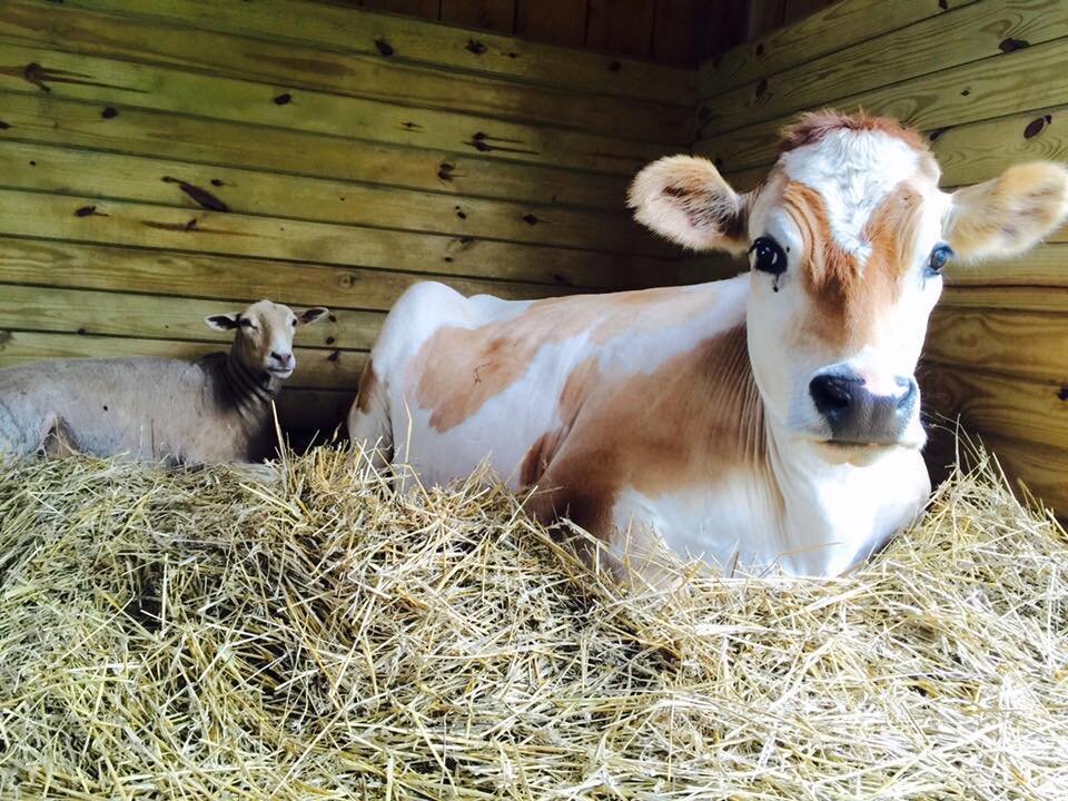 Baby Cow Loves To Play Hide-And-Seek With The Woman Who Saved Him - The ...