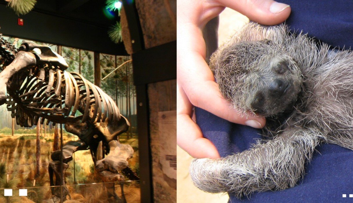 6 Mind-Blowingly Huge Ancestors Of Well-Known Animals - The Dodo