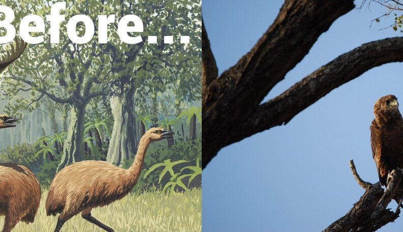 6 Mind-Blowingly Huge Ancestors Of Well-Known Animals - The Dodo