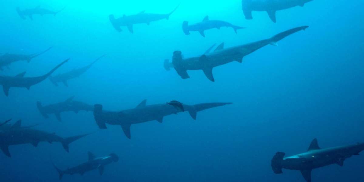 It's Time To Stop Calling Our Waters 'Shark-Infested' - The Dodo