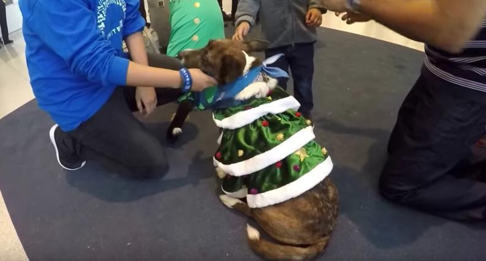 Dog Returned 3 Times For Being 'Out Of Control' Is A Therapy Animal Now ...