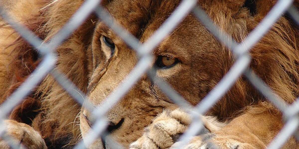 Another Deadly Tragedy For “World’s Cruelest Zoo” - The Dodo