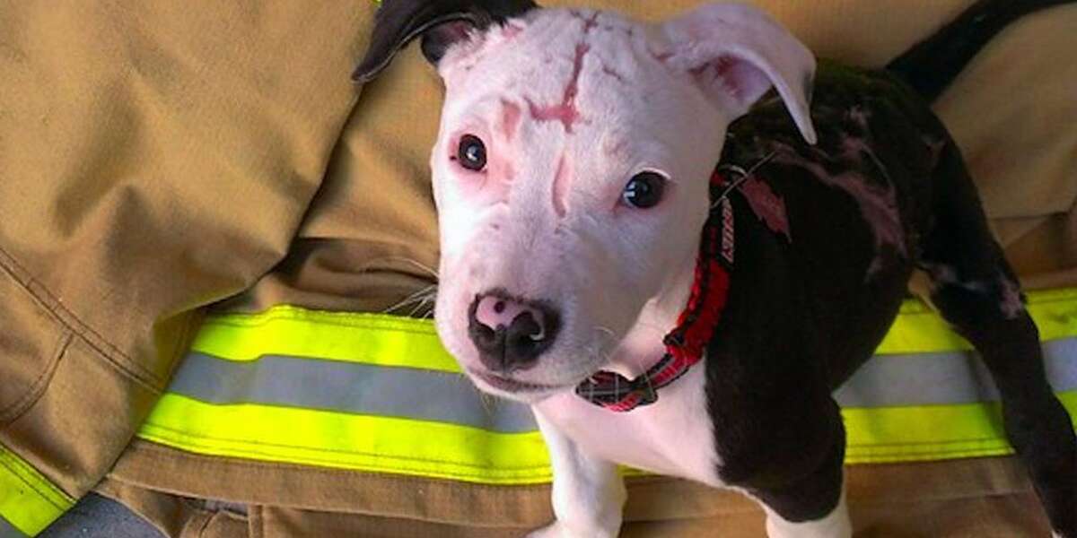 Puppy Who Survived Fire Helps Put Them Out Now - The Dodo