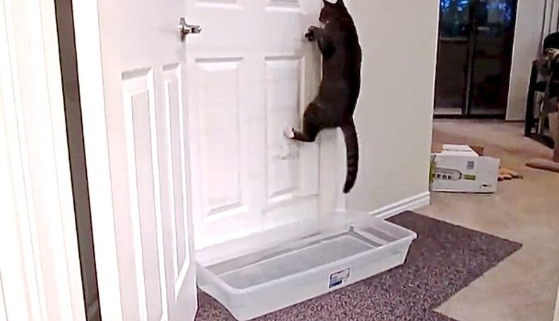 Conquering The Final Frontier: Cat Learns To Open Doors - The Dodo