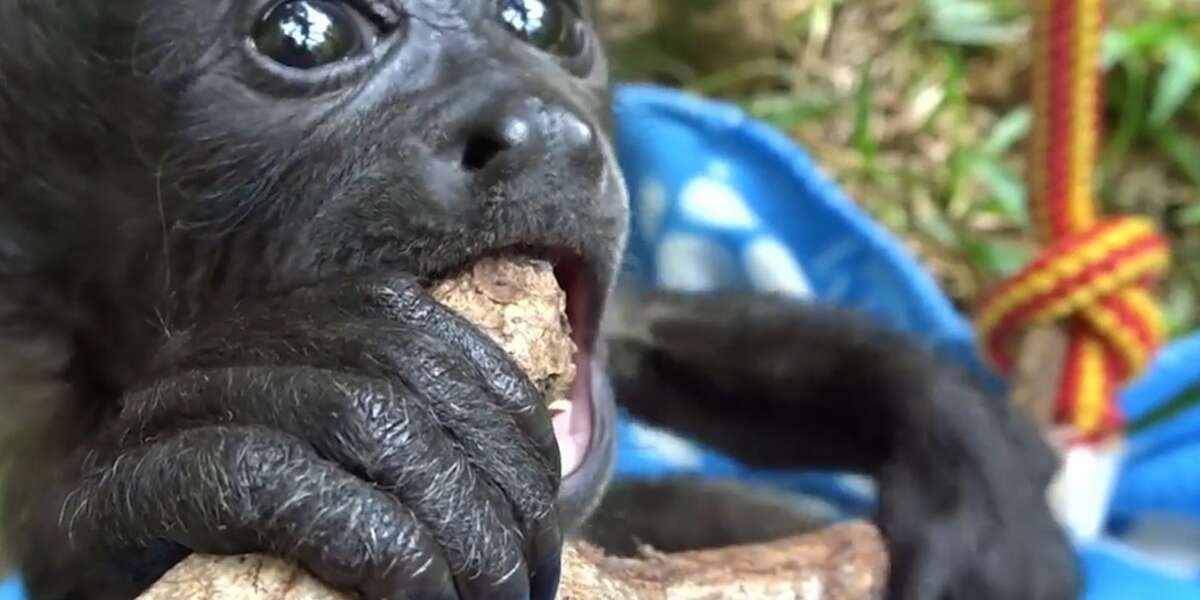 Rescued Monkeys Get Carried To The Forest Every Day So They Can Be Wild ...