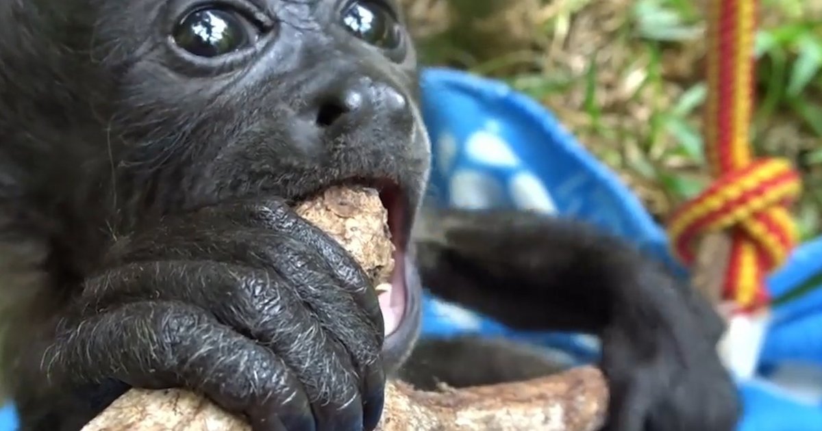 Rescued Monkeys Get Carried To The Forest Every Day So They Can Be Wild ...