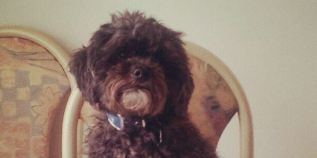 How I Saved Thousands On Therapy By Getting A Dog - The Dodo