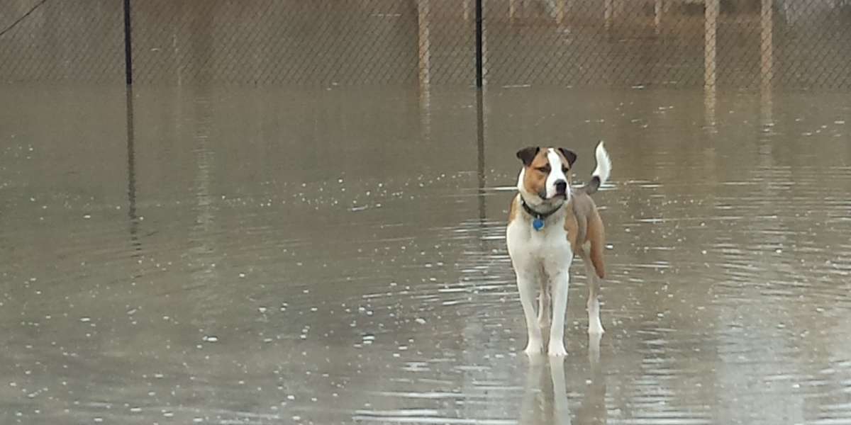 cute puppy tap dancing - The Dodo