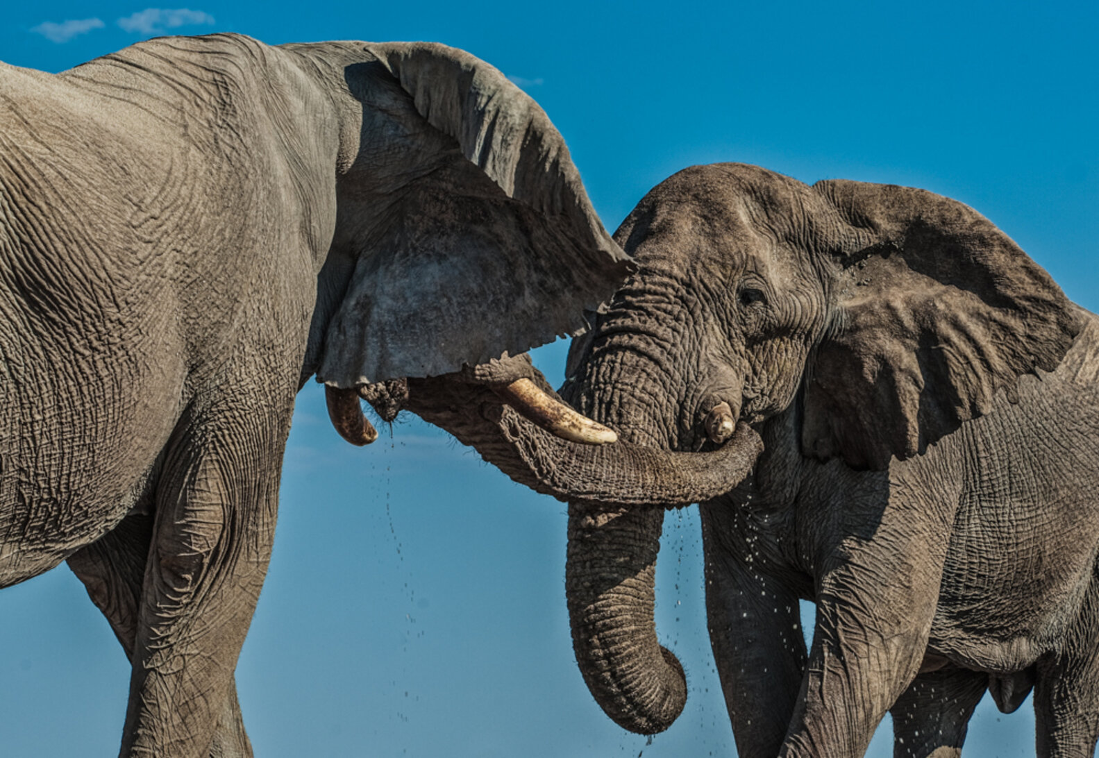 Elephants Drinking With Their 'Boys' Club' Caught On Camera - The Dodo