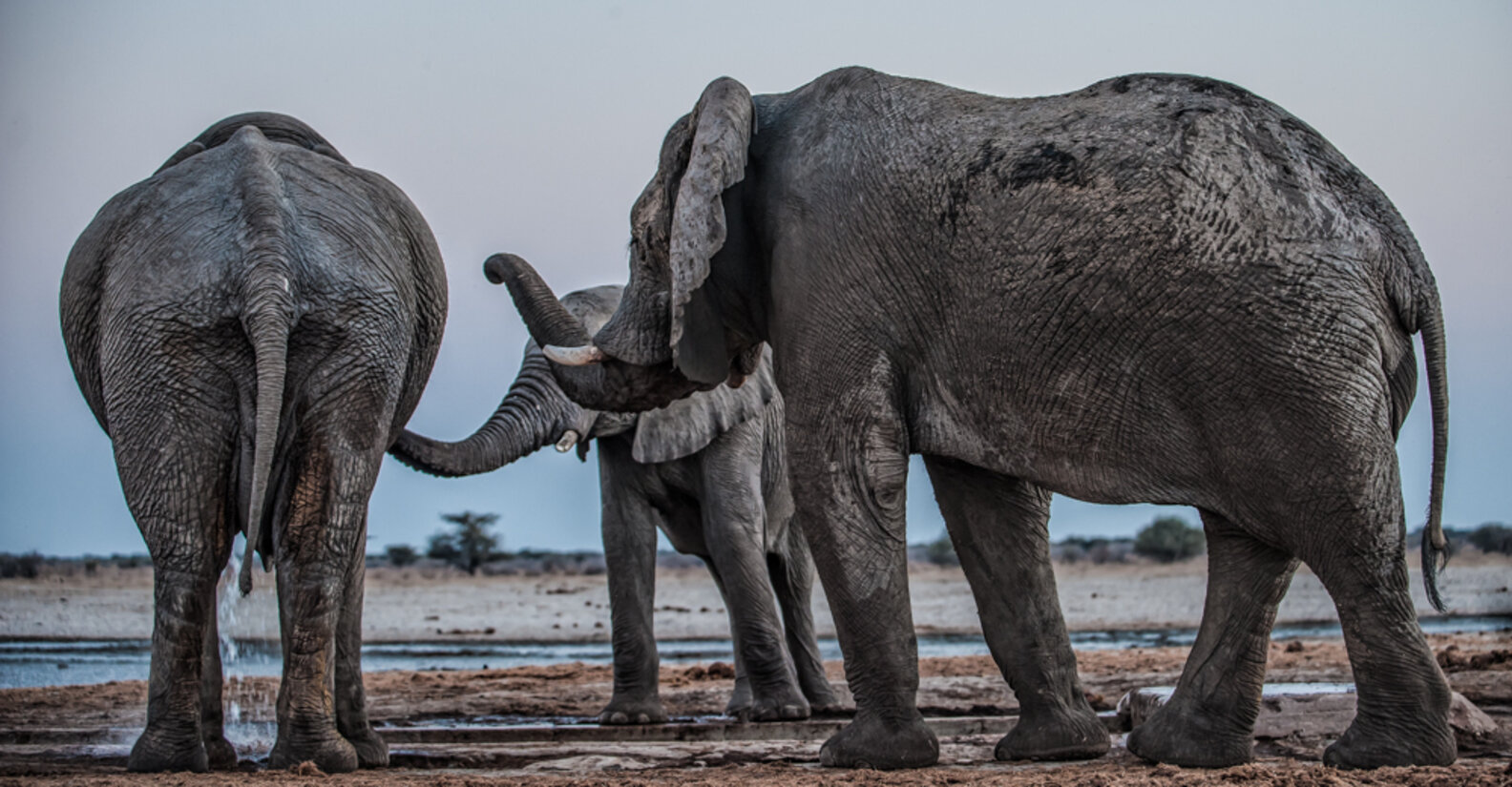 Elephants Drinking With Their 'Boys' Club' Caught On Camera - The Dodo