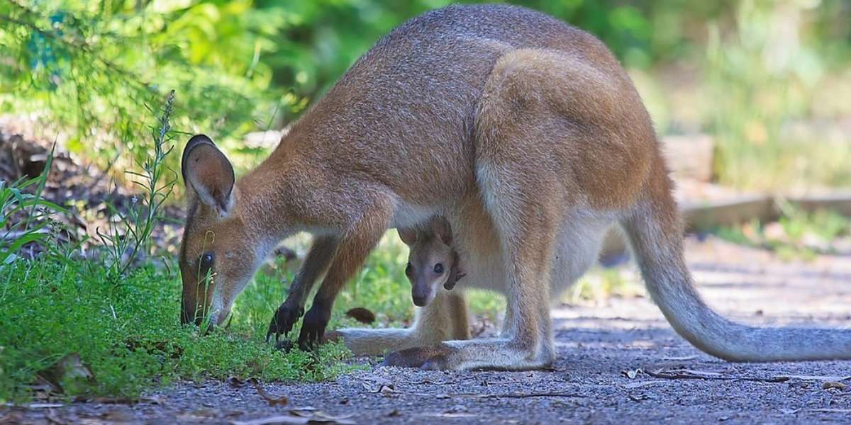 The Best Way Stop Kangaroo Overpopulation? Birth Control - The Dodo