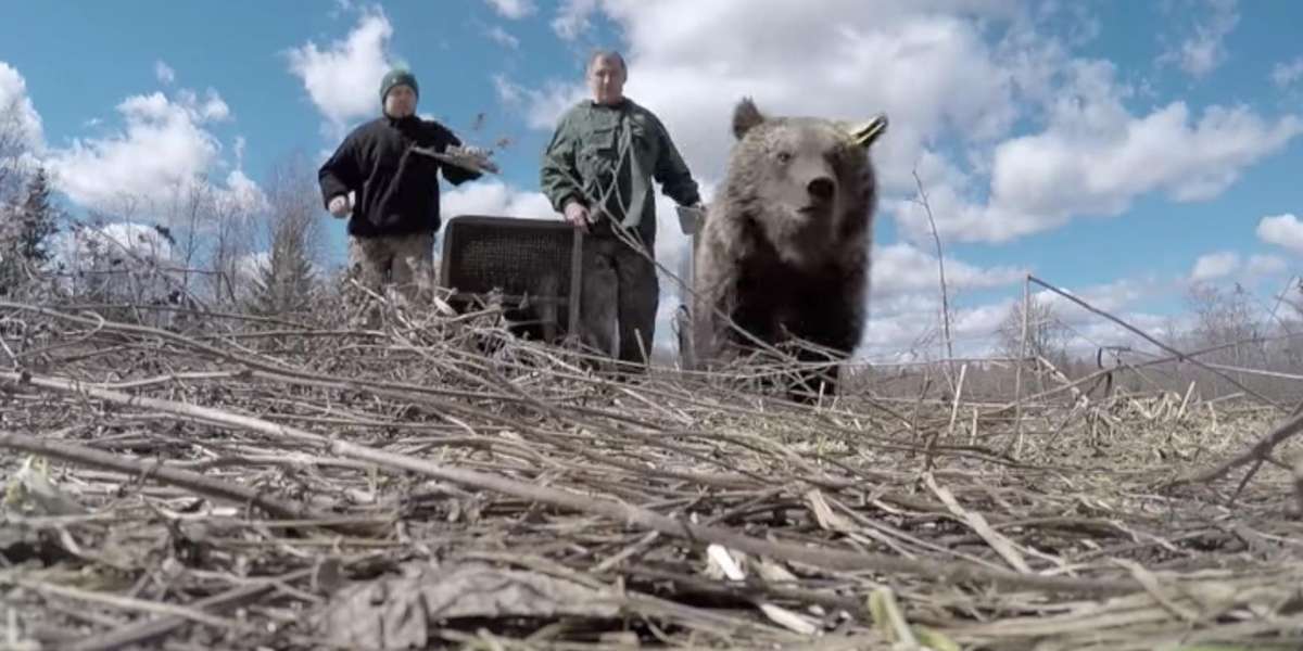 Orphaned Bears Dash Toward Life Of Freedom - The Dodo