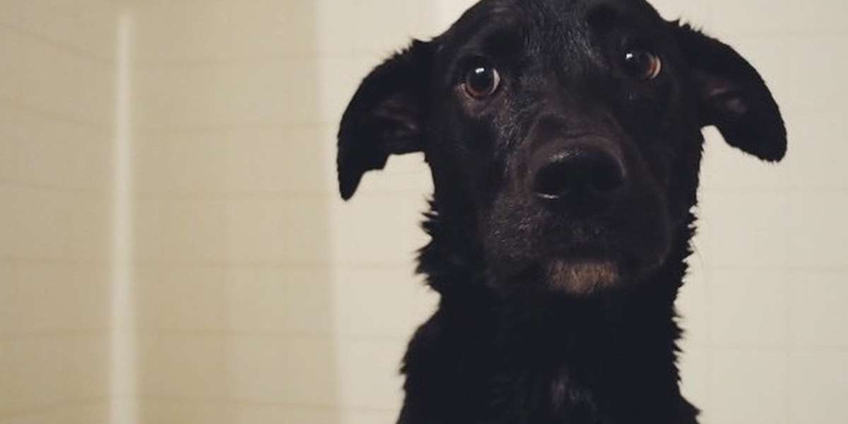 Photogenic Dogs Strike A Pose To Help Their Shelter Friends - The Dodo