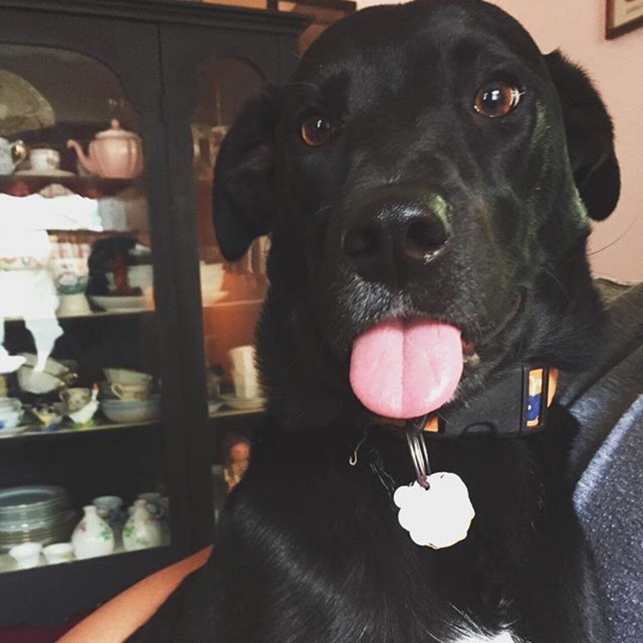 Photogenic Dogs Strike A Pose To Help Their Shelter Friends - The Dodo