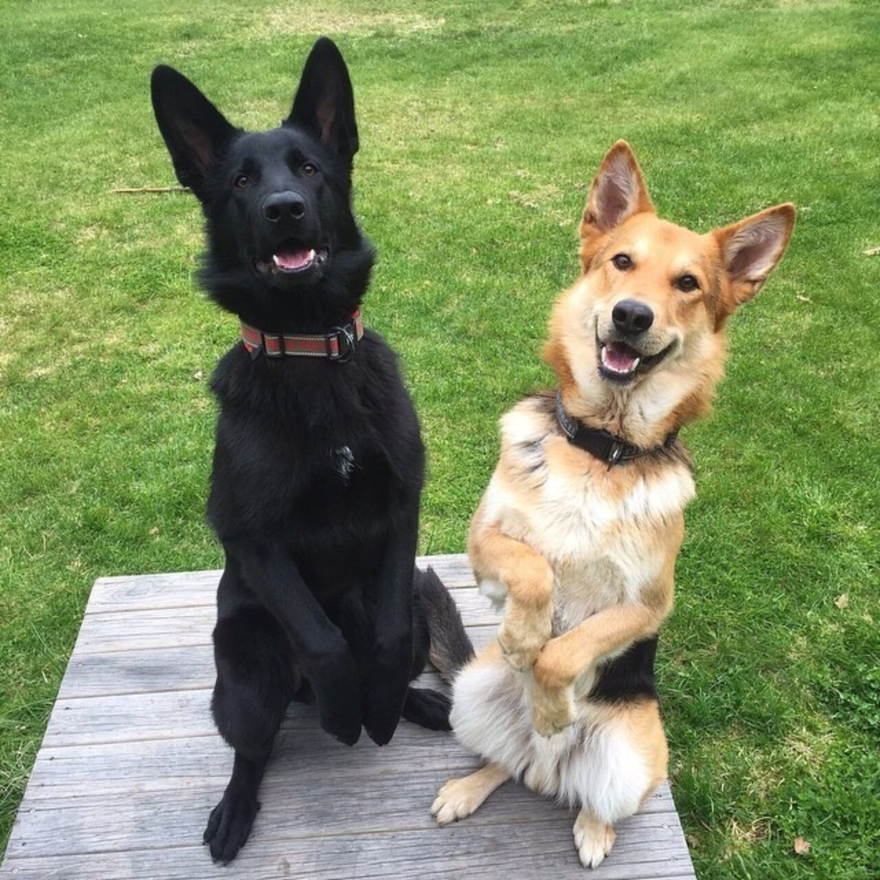 Photogenic Dogs Strike A Pose To Help Their Shelter Friends - The Dodo