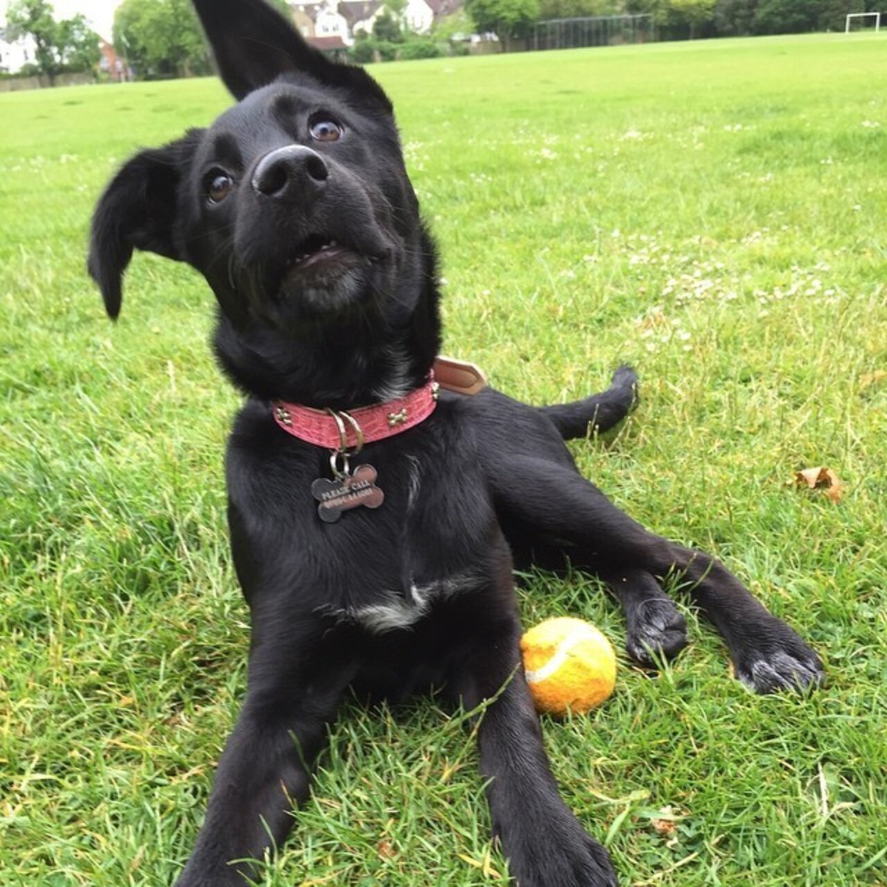 Photogenic Dogs Strike A Pose To Help Their Shelter Friends - The Dodo