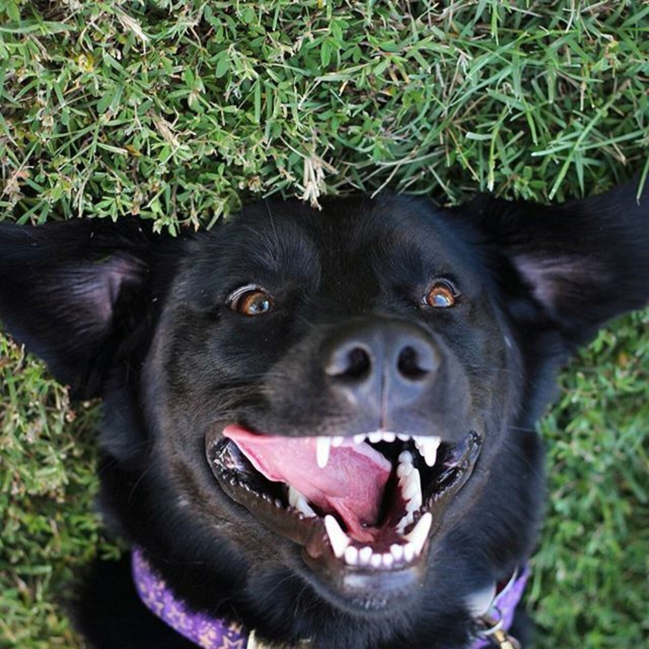 Photogenic Dogs Strike A Pose To Help Their Shelter Friends - The Dodo