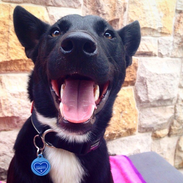 Photogenic Dogs Strike A Pose To Help Their Shelter Friends - The Dodo