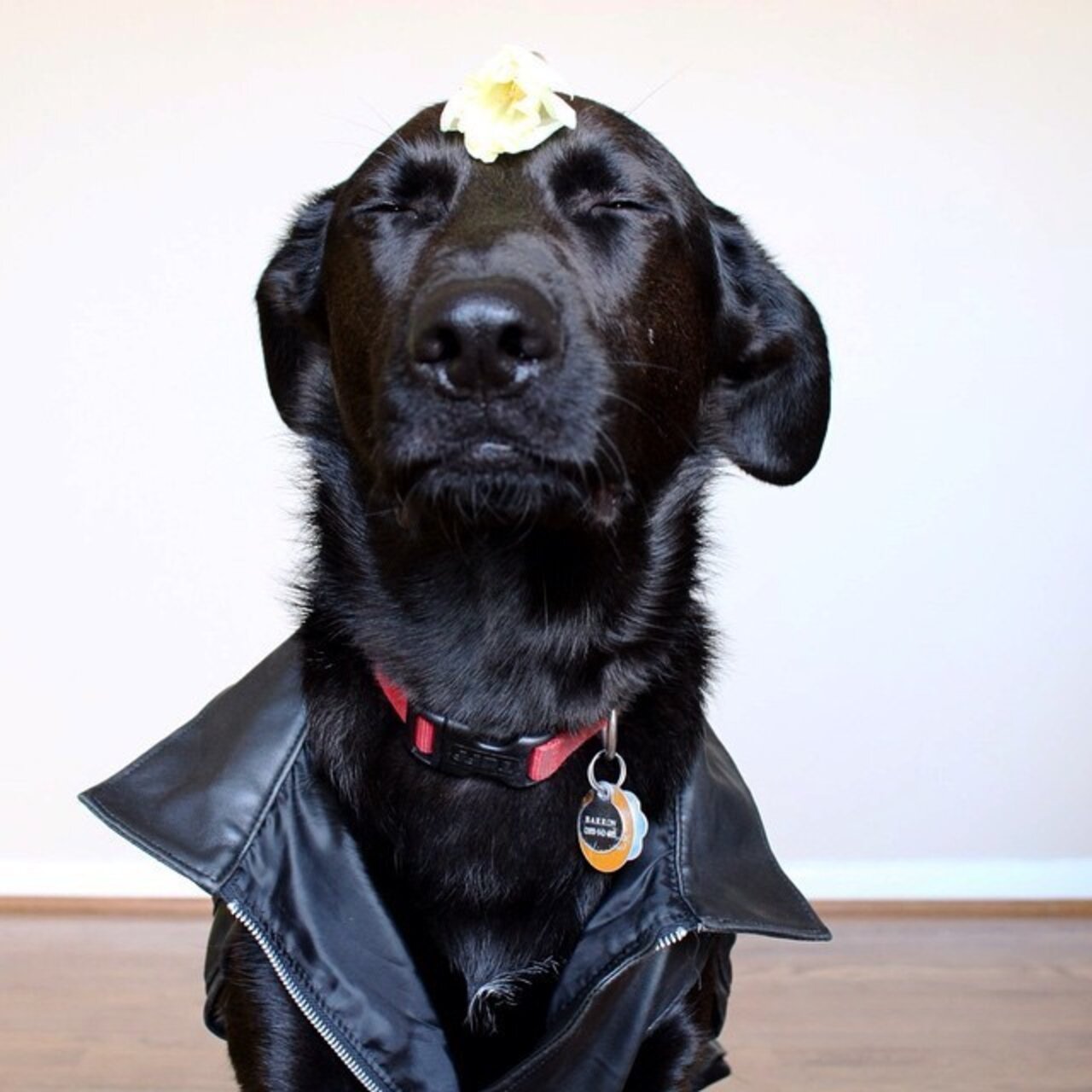 Photogenic Dogs Strike A Pose To Help Their Shelter Friends - The Dodo