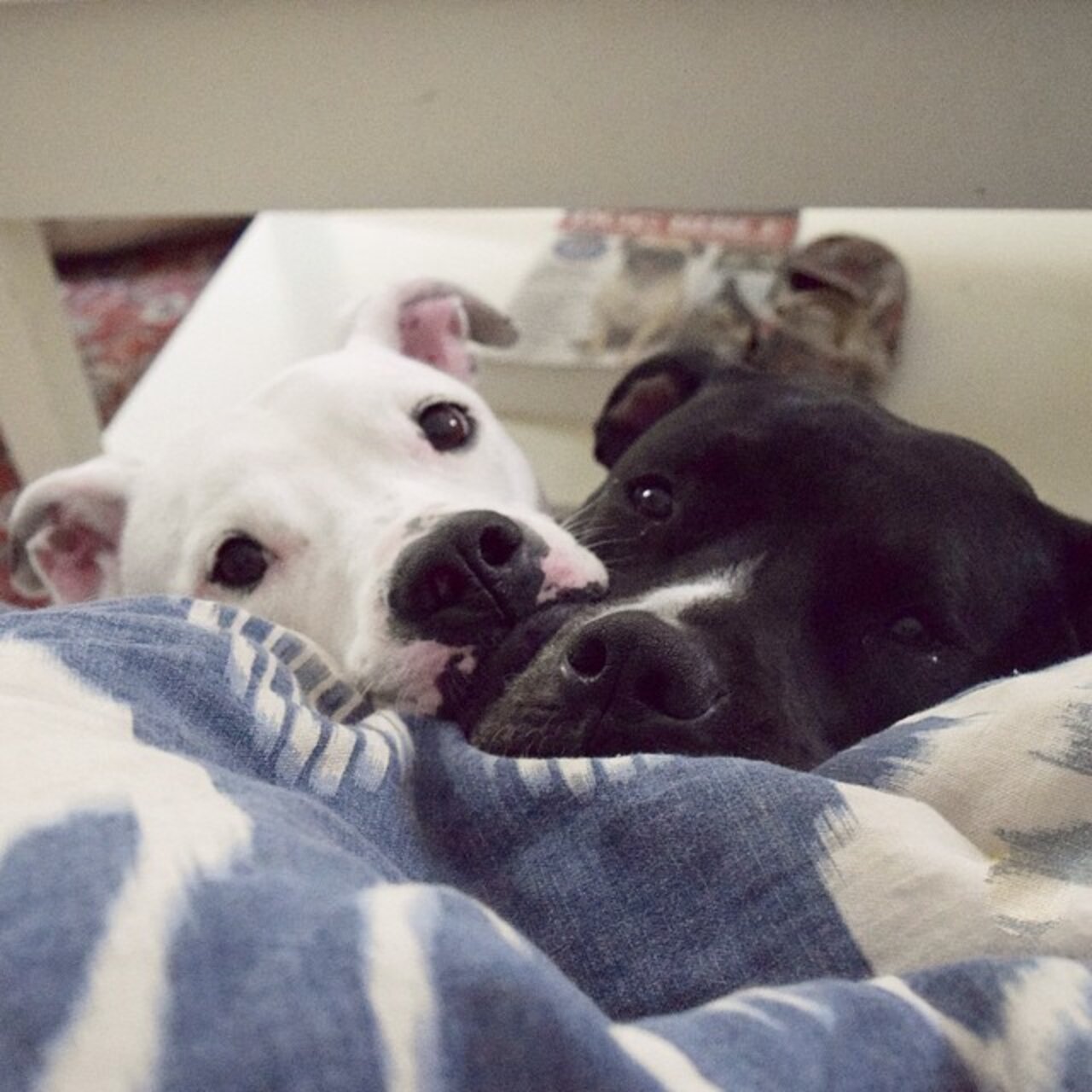Photogenic Dogs Strike A Pose To Help Their Shelter Friends - The Dodo