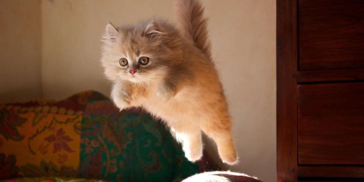 21 Magical Baby Animals Caught Mid-Flight - The Dodo