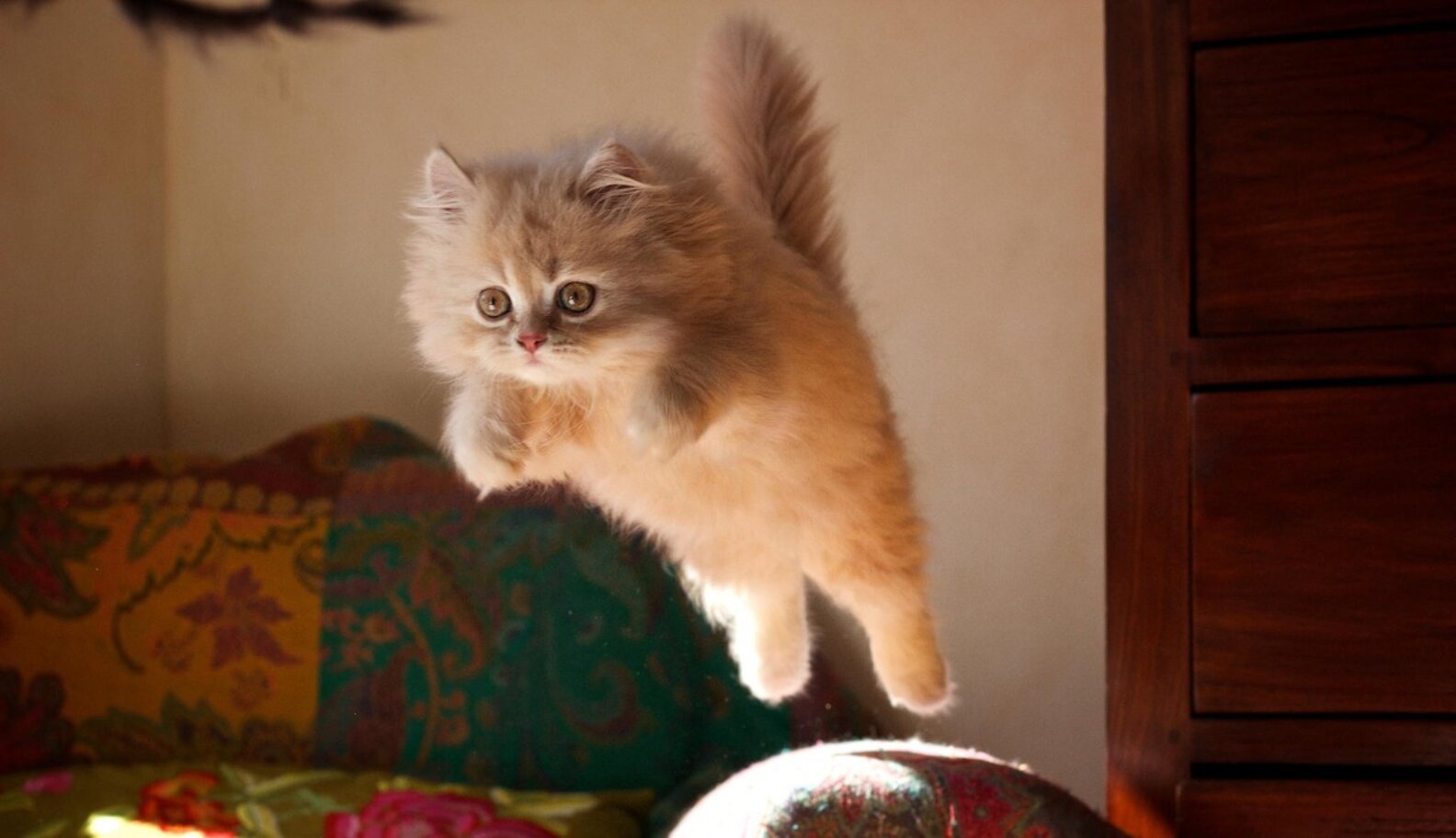 21 Magical Baby Animals Caught Mid-Flight - The Dodo