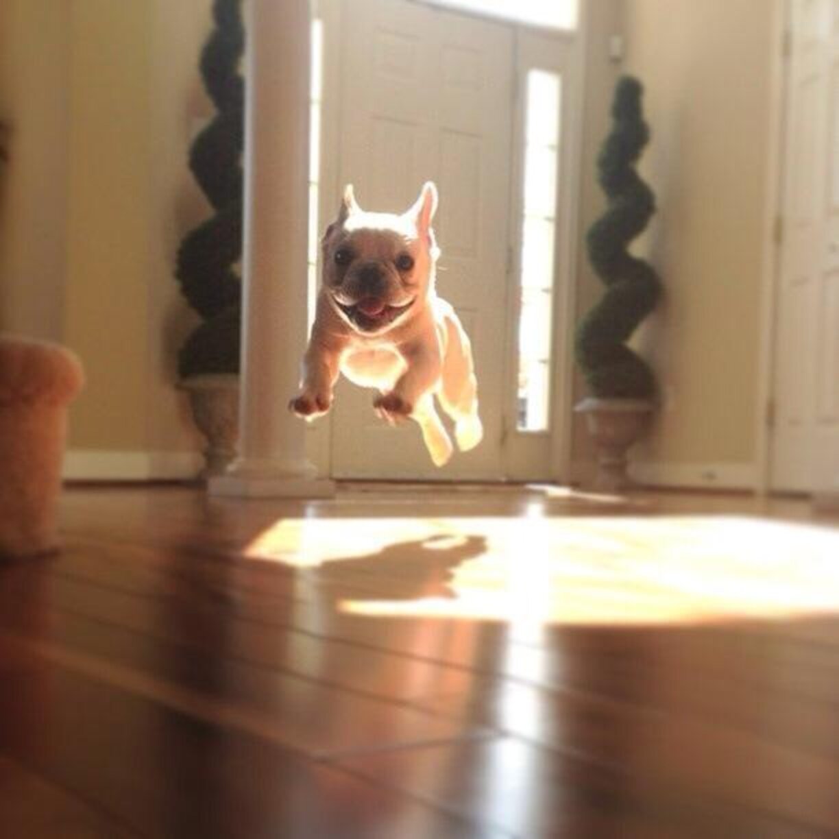 21 Magical Baby Animals Caught Mid-Flight - The Dodo