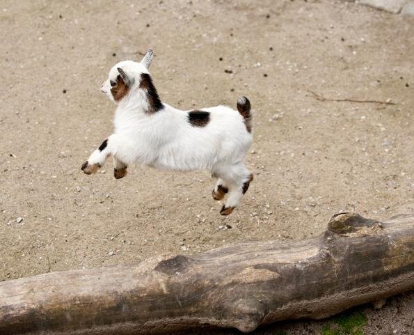 21 Magical Baby Animals Caught Mid-Flight - The Dodo