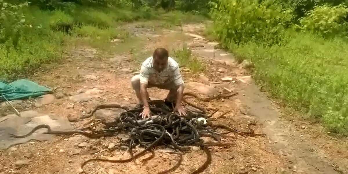Man Spends His Life Saving Thousands Of Snakes - The Dodo