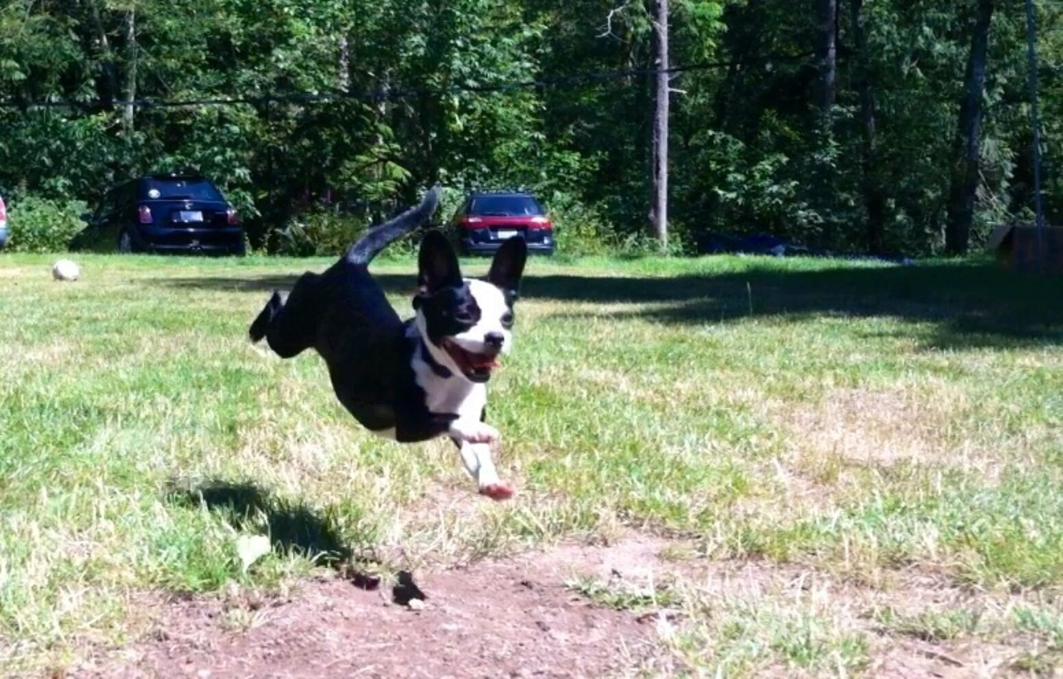 21 Magical Baby Animals Caught Mid-Flight - The Dodo