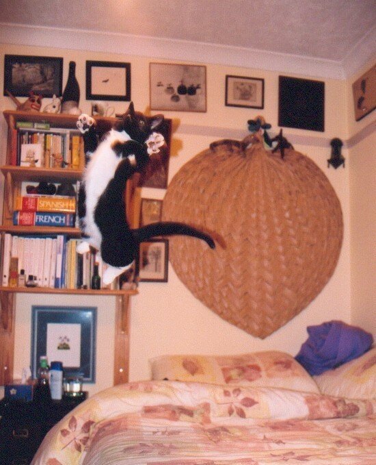 21 Magical Baby Animals Caught Mid-Flight - The Dodo
